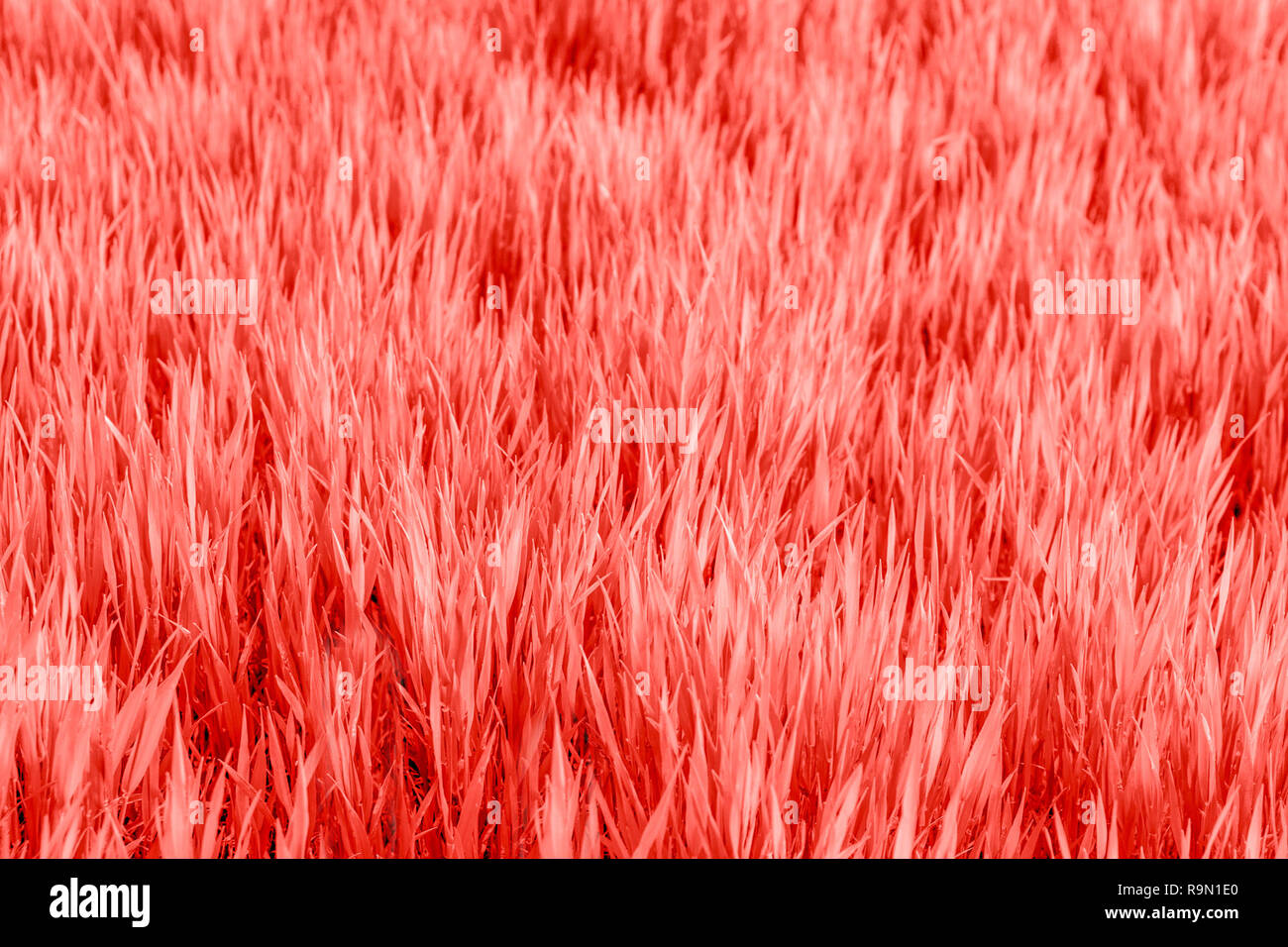 photo of barley leaves colored in color of trendy color 2019 year Stock ...