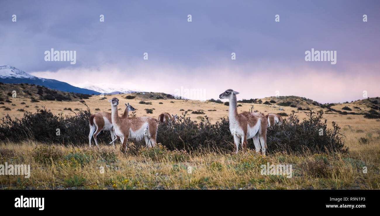 Llama chile hi-res stock photography and images - Alamy