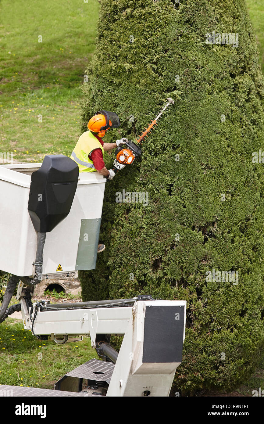 Equiped worker pruning a tree on a crane. Gardening works Stock Photo ...