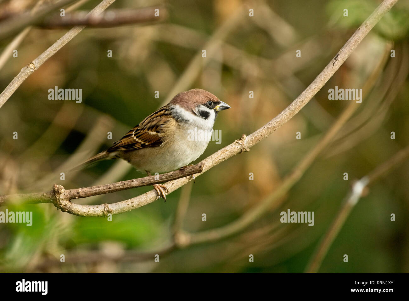 1 One Tree Sparrow High Resolution Stock Photography and Images - Alamy