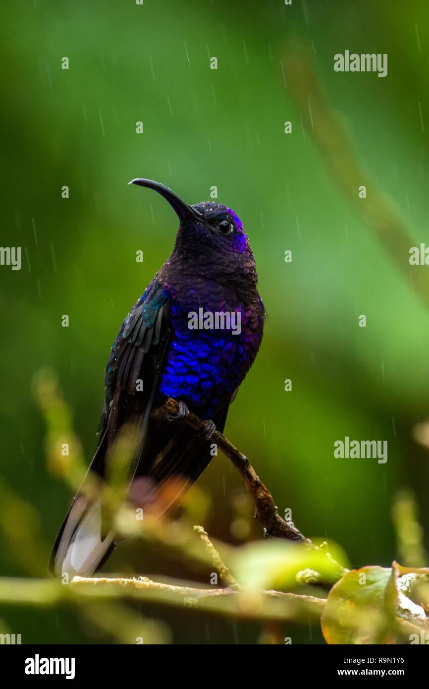 Violet Sabrewing Campylopterus hemileucurus sitting on branch, mountain ...
