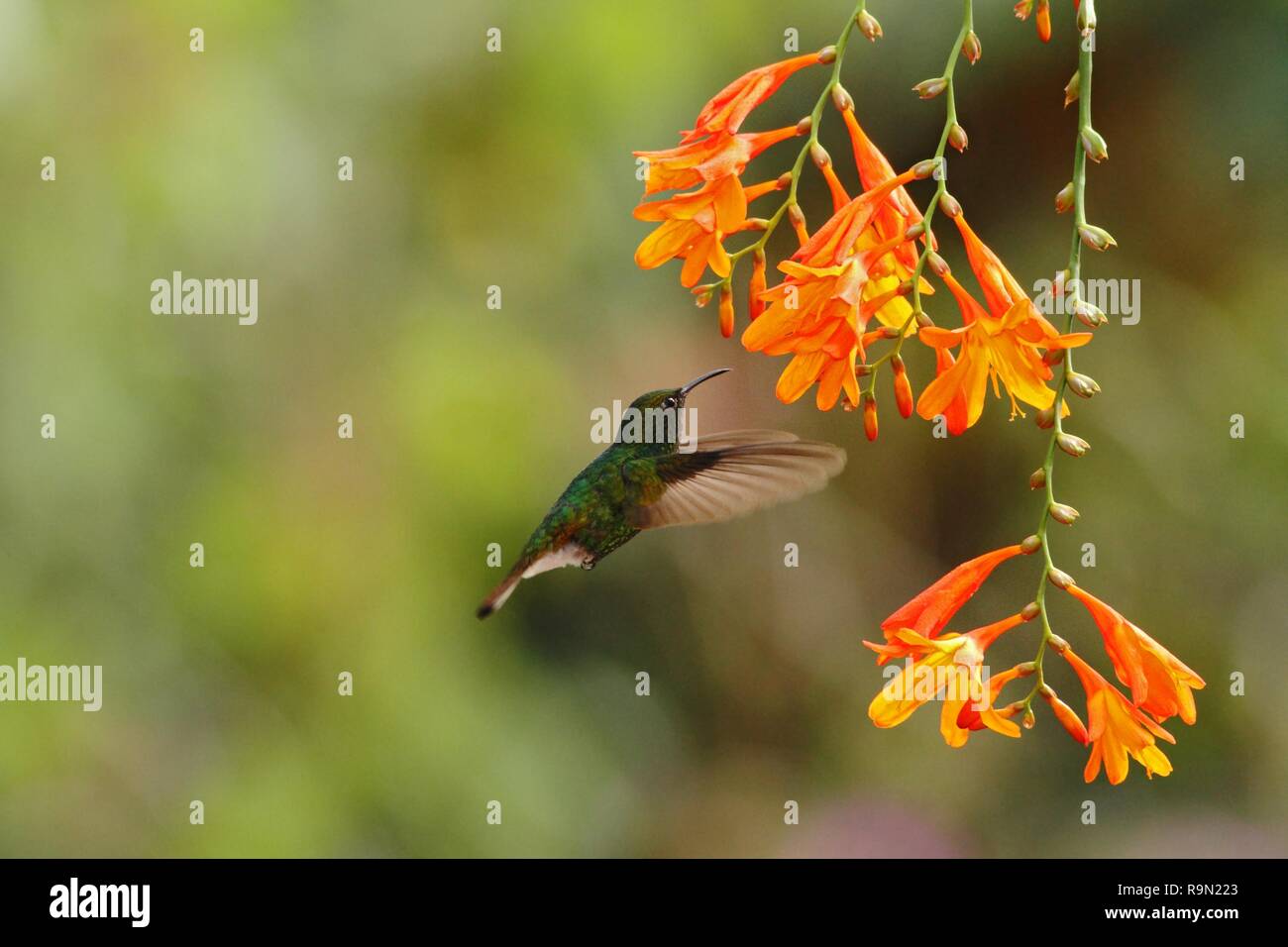 Coppery-headed Emerald, Elvira cupreiceps, hovering next to orange ...