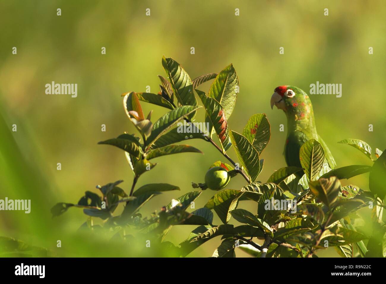 Crimson-fronted Parakeet - Aratinga finschi sitting on tree in tropical ...