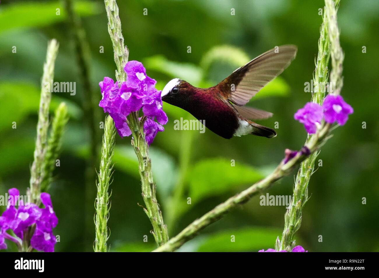 Snowcap, flying next to violet flower, bird from mountain tropical ...