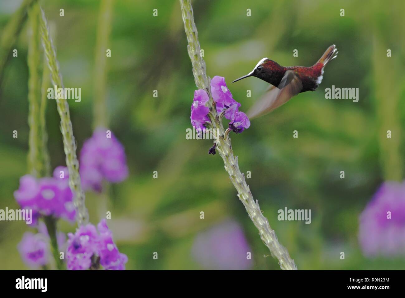 Snowcap hummingbird hi-res stock photography and images - Alamy