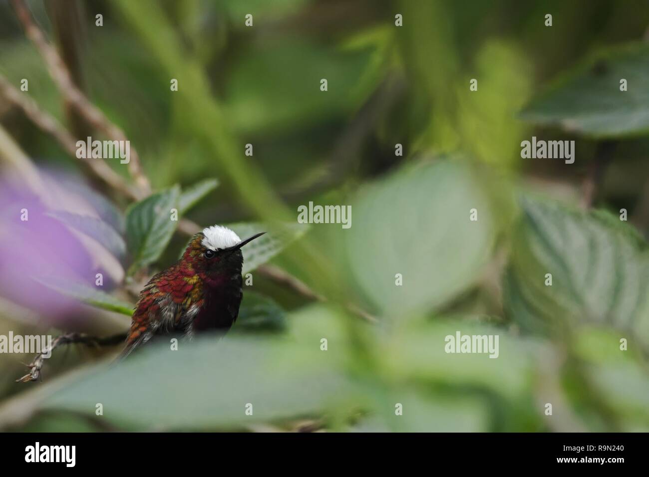 Snowcap, sitting on branch, bird from mountain tropical forest, Costa ...