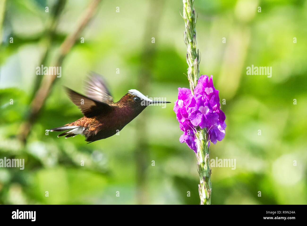 Snowcap hummingbird hi-res stock photography and images - Alamy