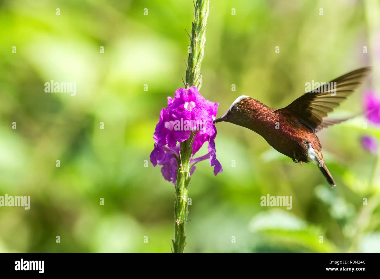 Snowcap hummingbird hi-res stock photography and images - Alamy