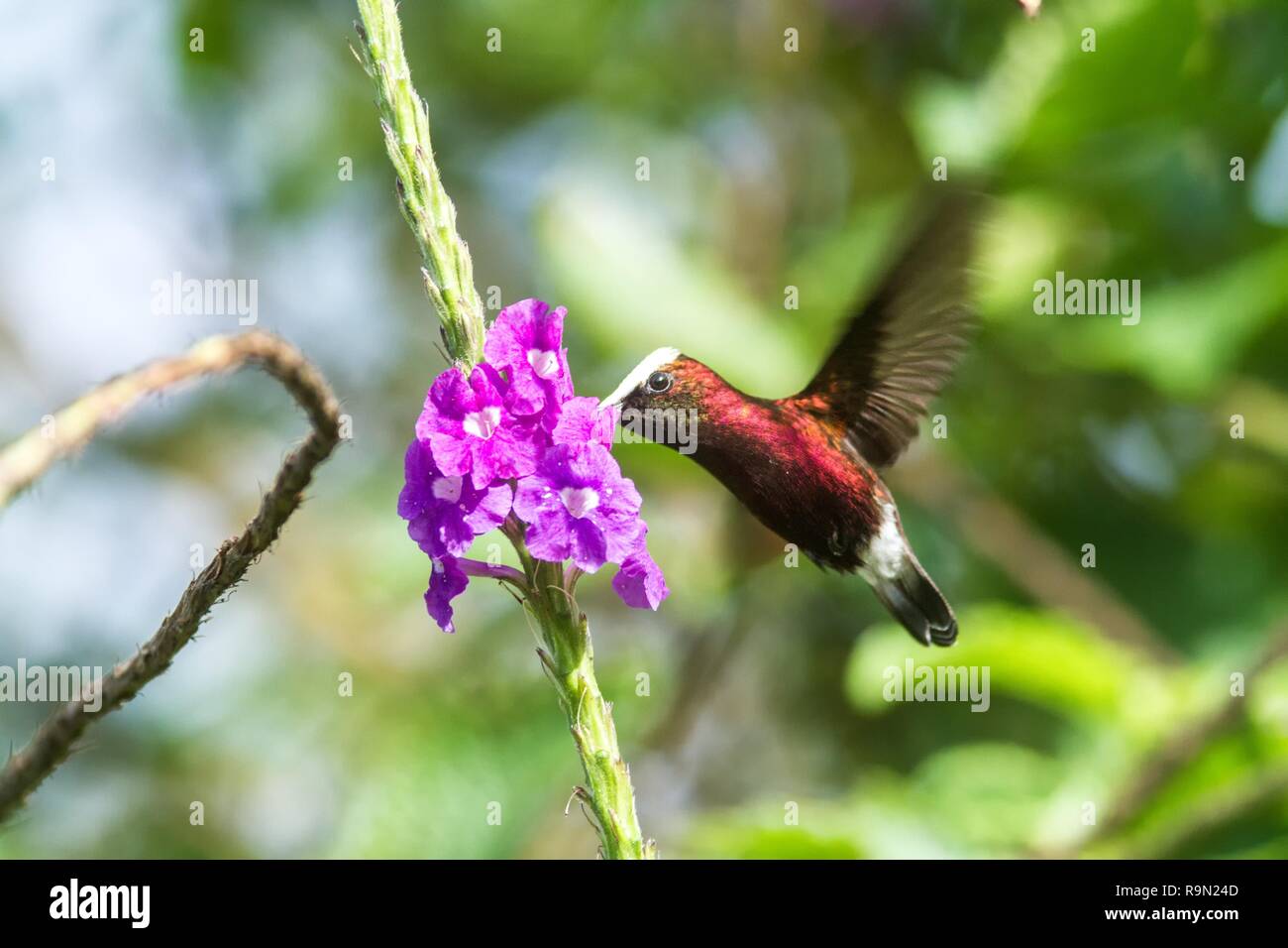 Snowcap, flying next to violet flower, bird from mountain tropical ...