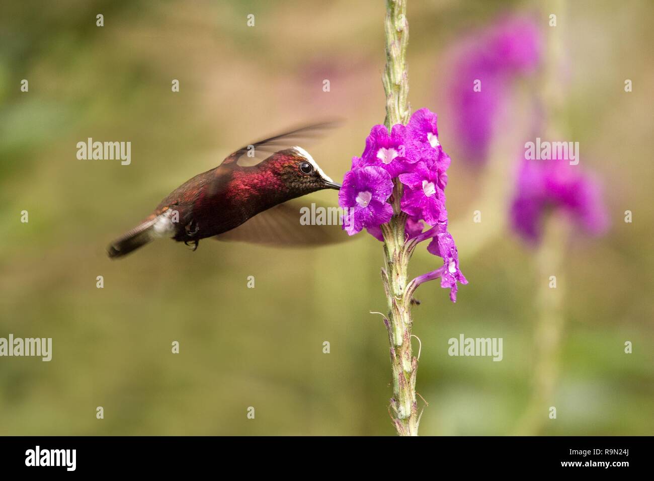 Snowcap, flying next to violet flower, bird from mountain tropical ...