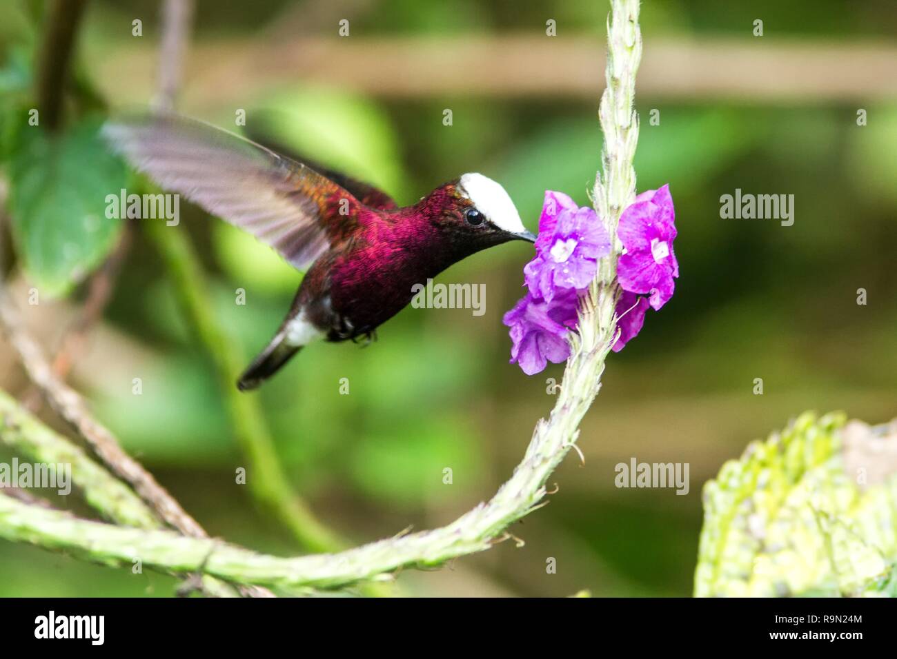 Snowcap, flying next to violet flower, bird from mountain tropical ...