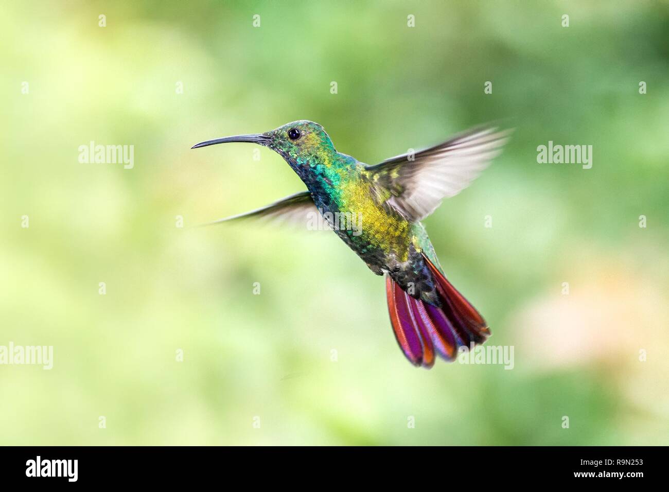 Black-breasted mango, hovering in the air, garden, mountain tropical ...