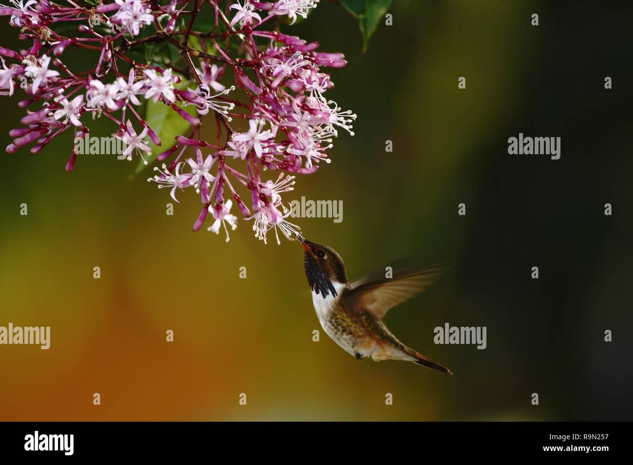 volcano Hummingbird - Selasphorus flammula, beautiful colorful small ...