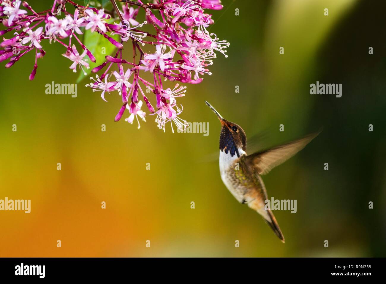 Volcano Hummingbird - Selasphorus flammula, beautiful colorful small ...