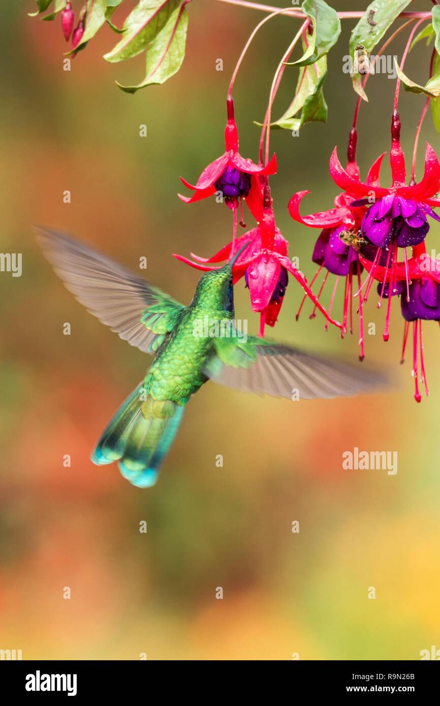 Colibri in natural habitat hi-res stock photography and images - Alamy