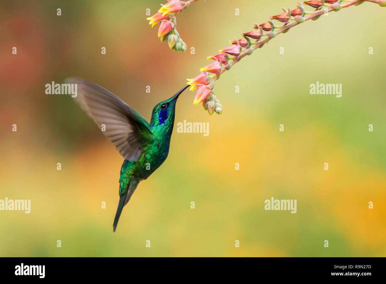 Green violetear hovering next to red and yellow flower, bird in flight ...