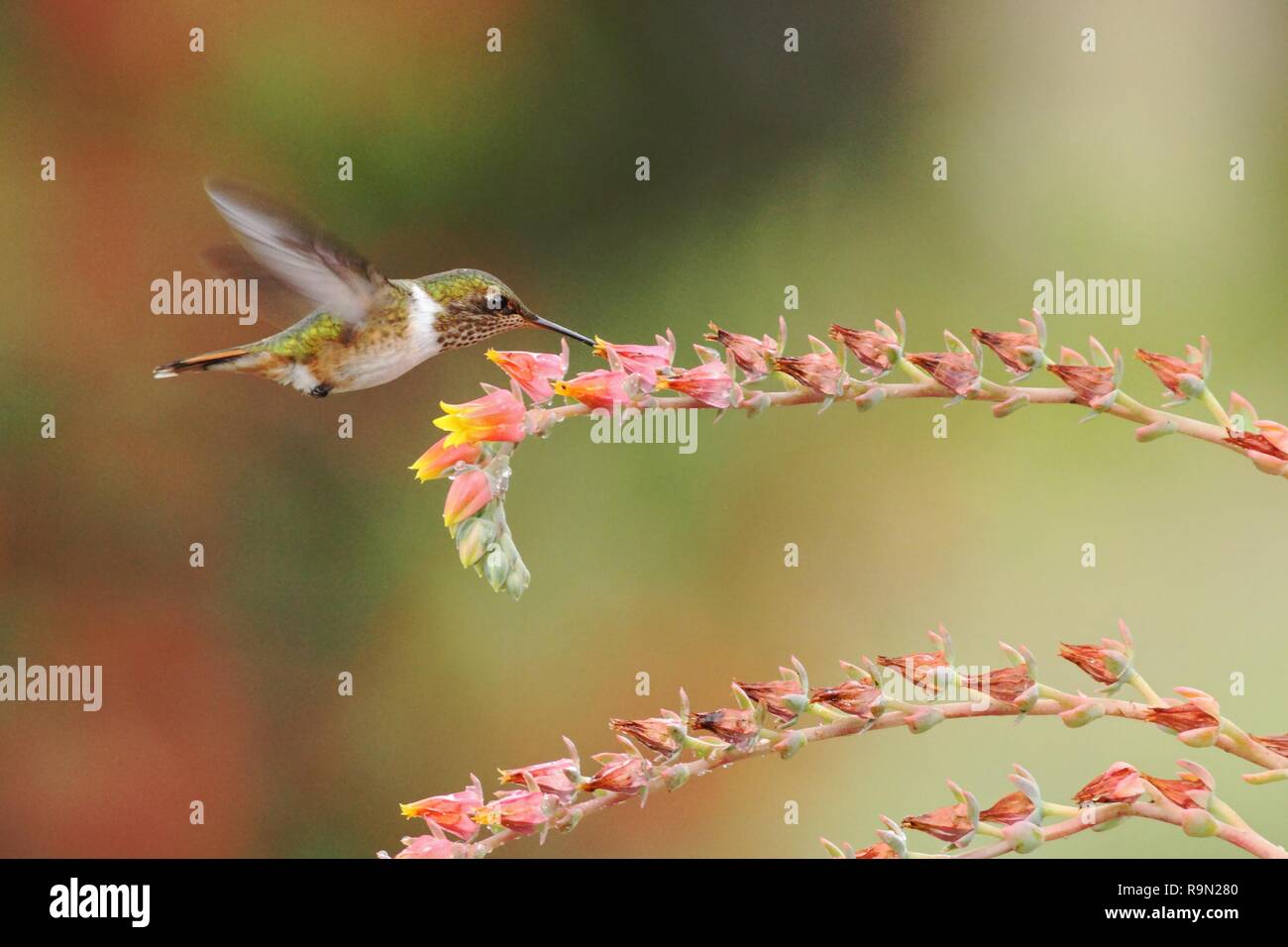 female of Scintillant Hummingbird, Selasphorus scintilla, hovering next ...