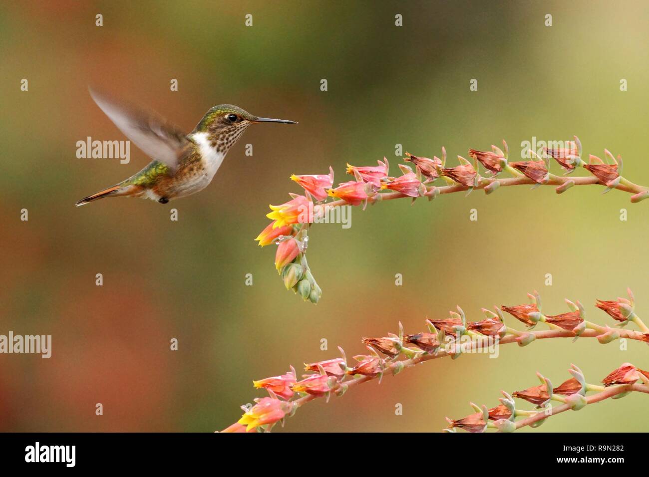 female of Scintillant Hummingbird, Selasphorus scintilla, hovering next ...