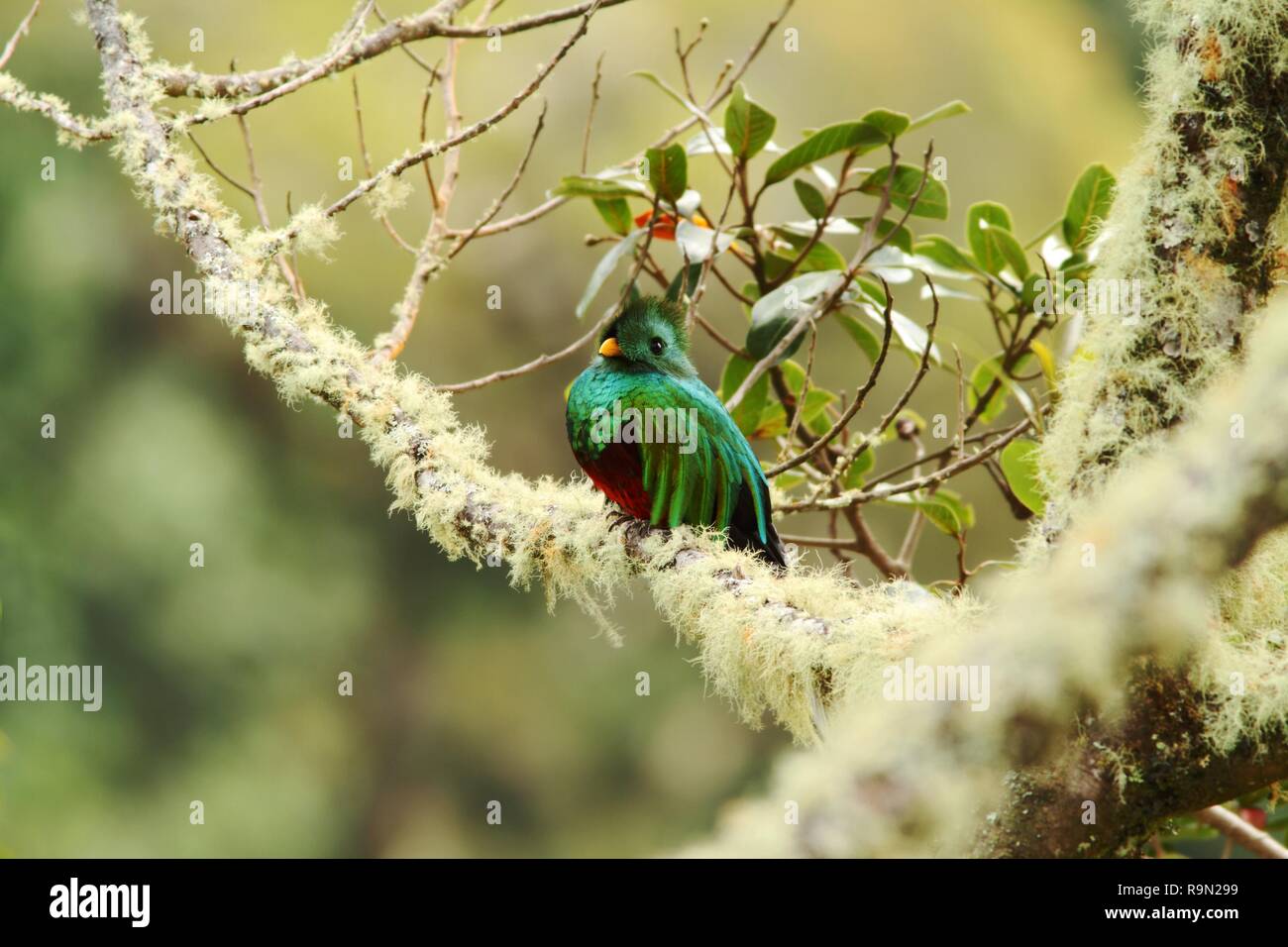 Resplendent Quetzal, Pharomachrus mocinno, Savegre in Costa Rica, with ...