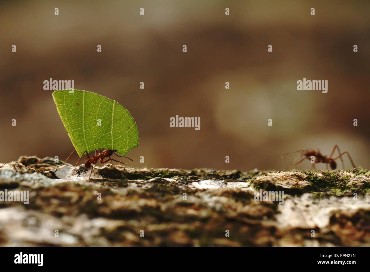 Leaf-cutter Ants - Atta cephalotes carrying green leaves in tropical ...