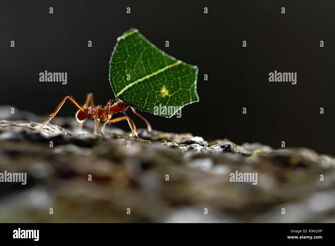 Ants And Rain | The American Mastermind