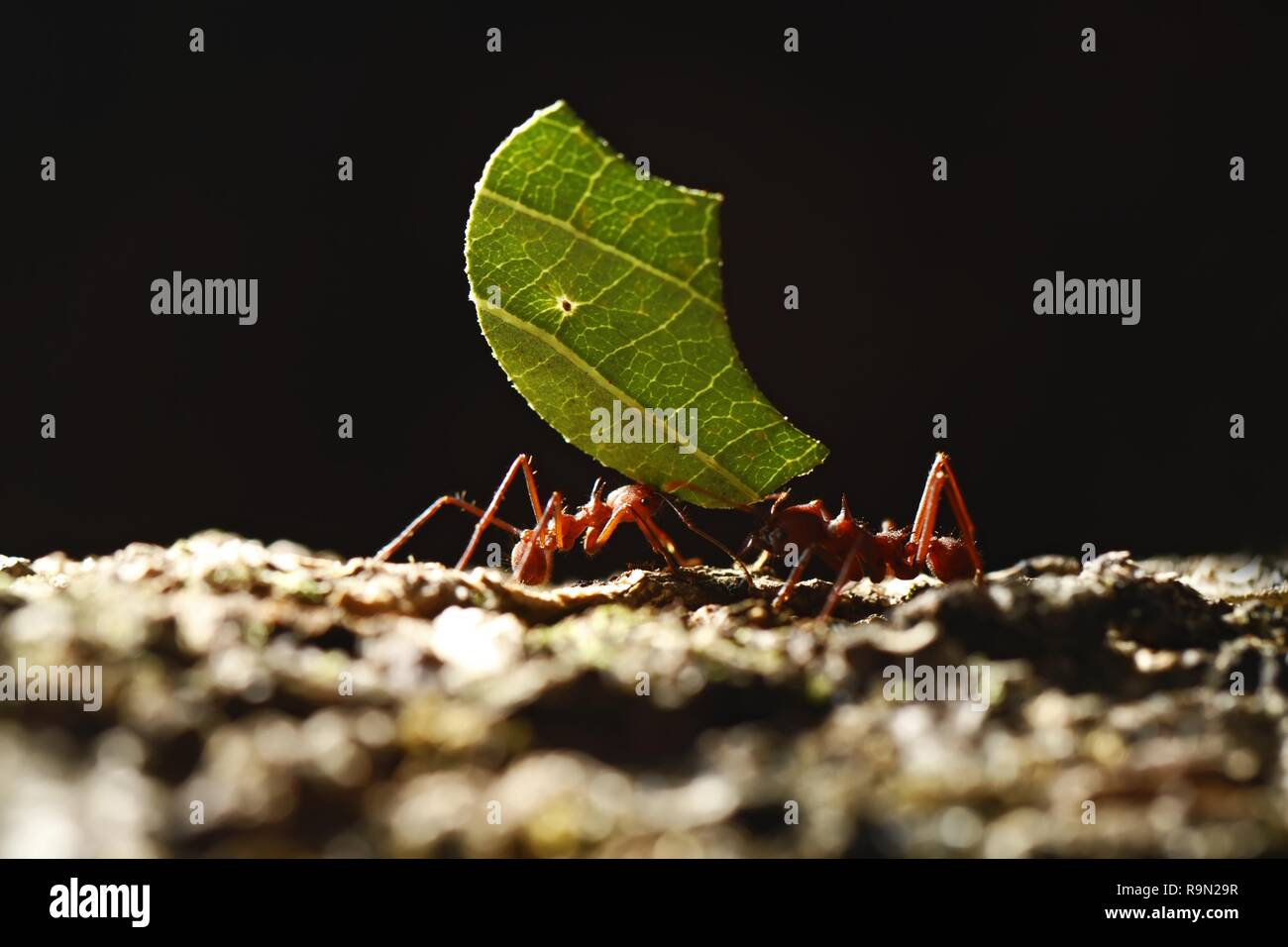 Leaf-cutter Ants - Atta cephalotes carrying green leaves in tropical ...
