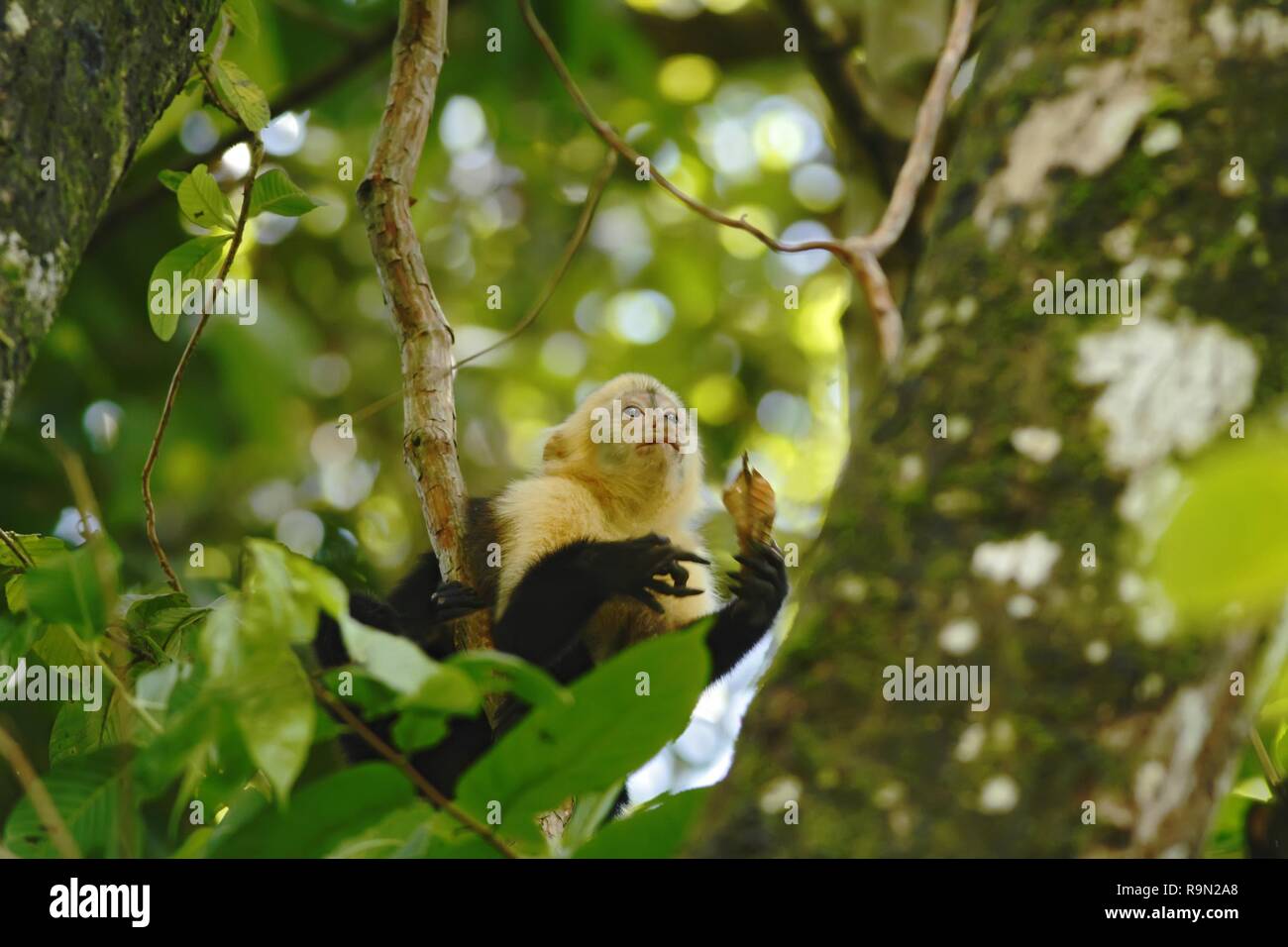 White-headed Capuchin sitting on tree branch in tropical rain forest ...