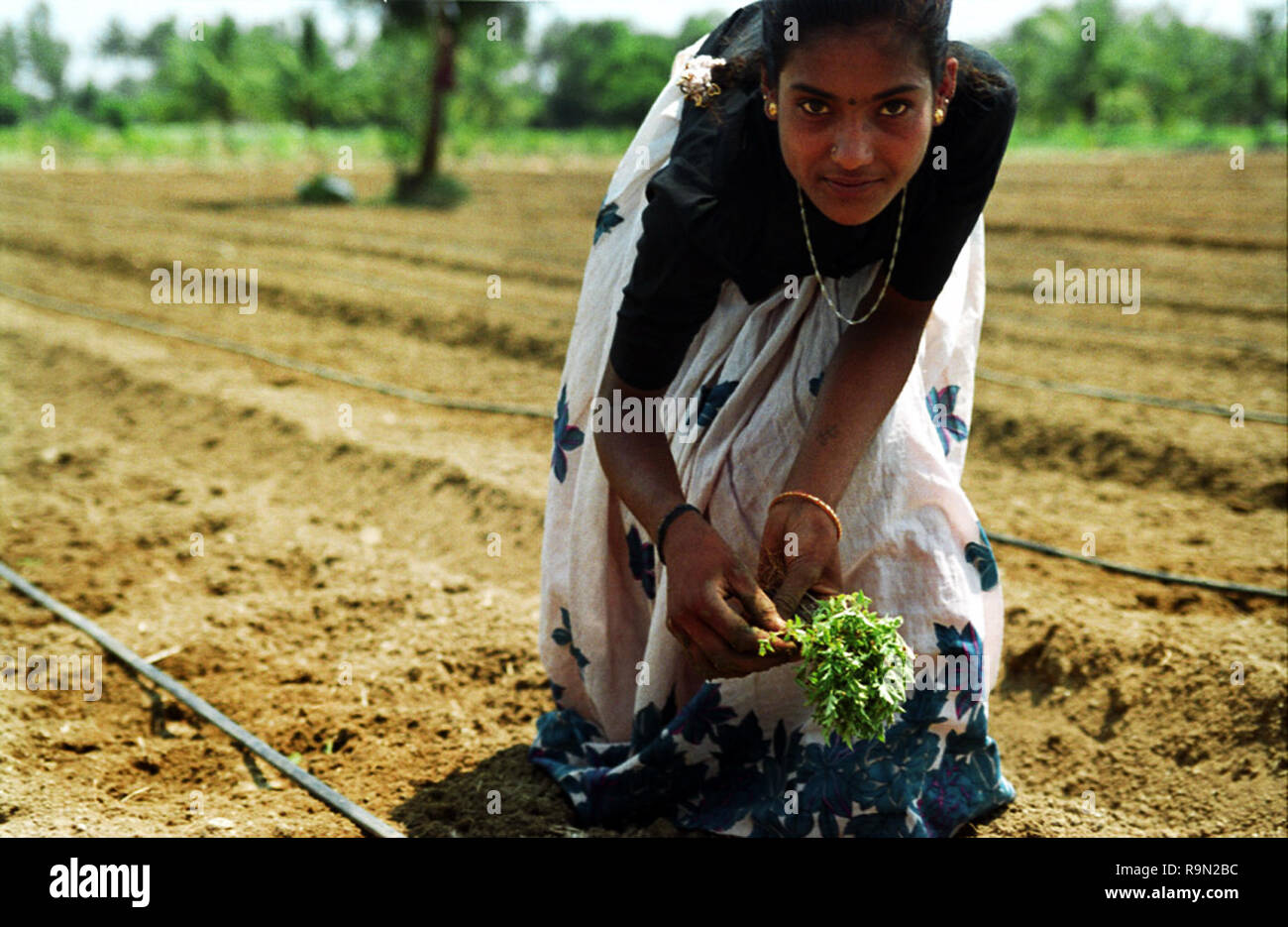 Tomato farm india hi-res stock photography and images - Alamy