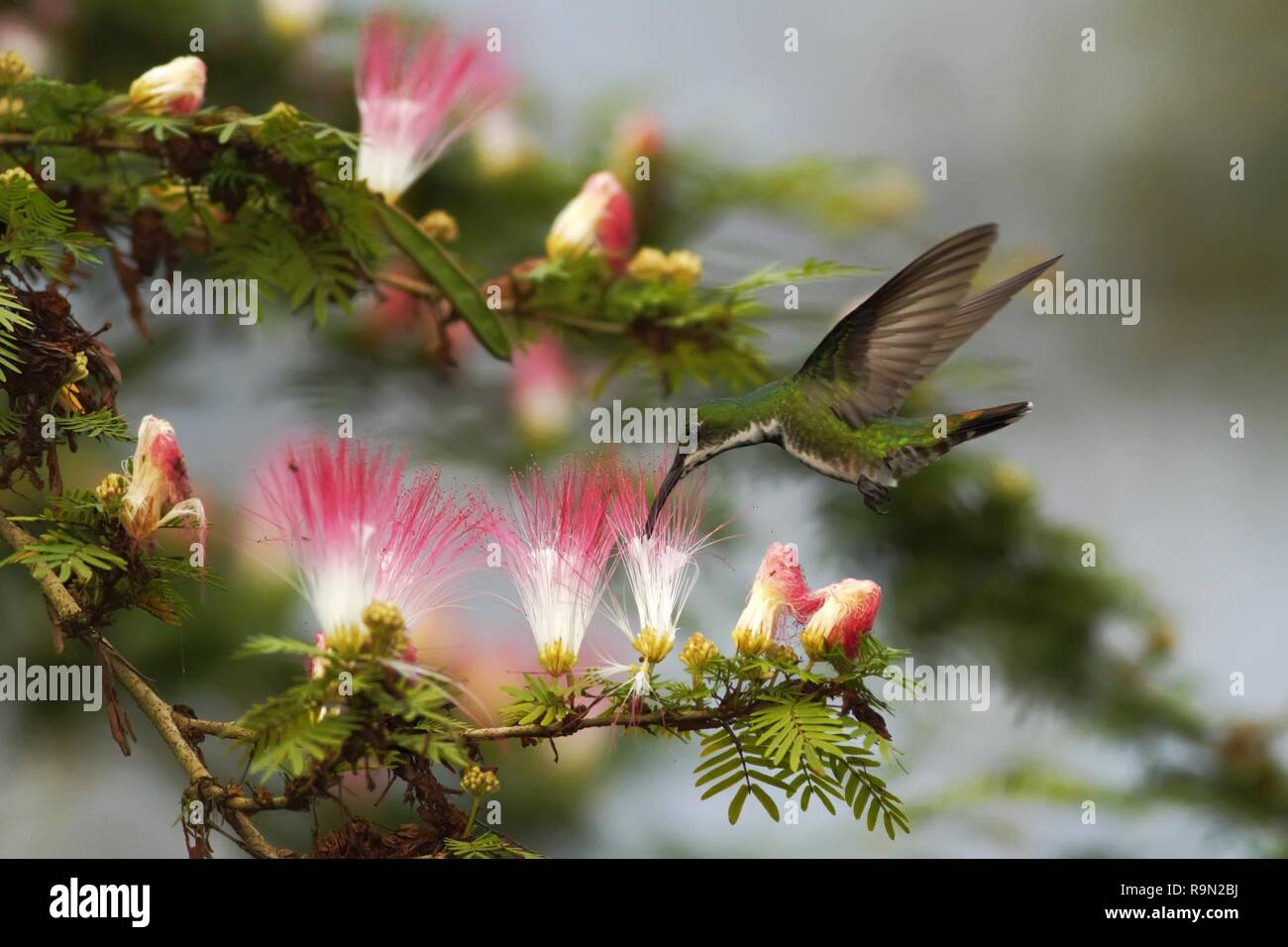 Black-breasted mango, hoveringnext to pink and white mimosa flower ...