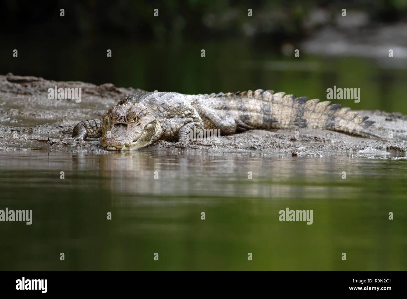 Spectacled Caiman - Caiman crocodilus lying on river bank in Cano Negro ...
