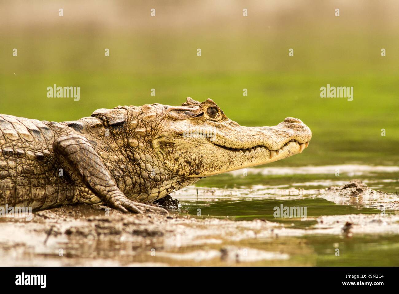 Spectacled Caiman - Caiman crocodilus lying on river bank in Cano Negro ...