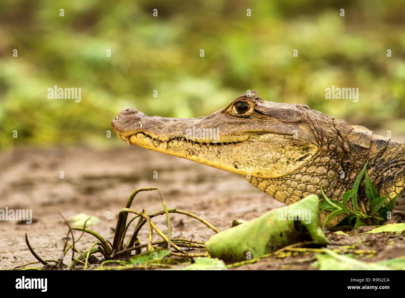 Spectacled Caiman - Caiman crocodilus lying on river bank in Cano Negro ...
