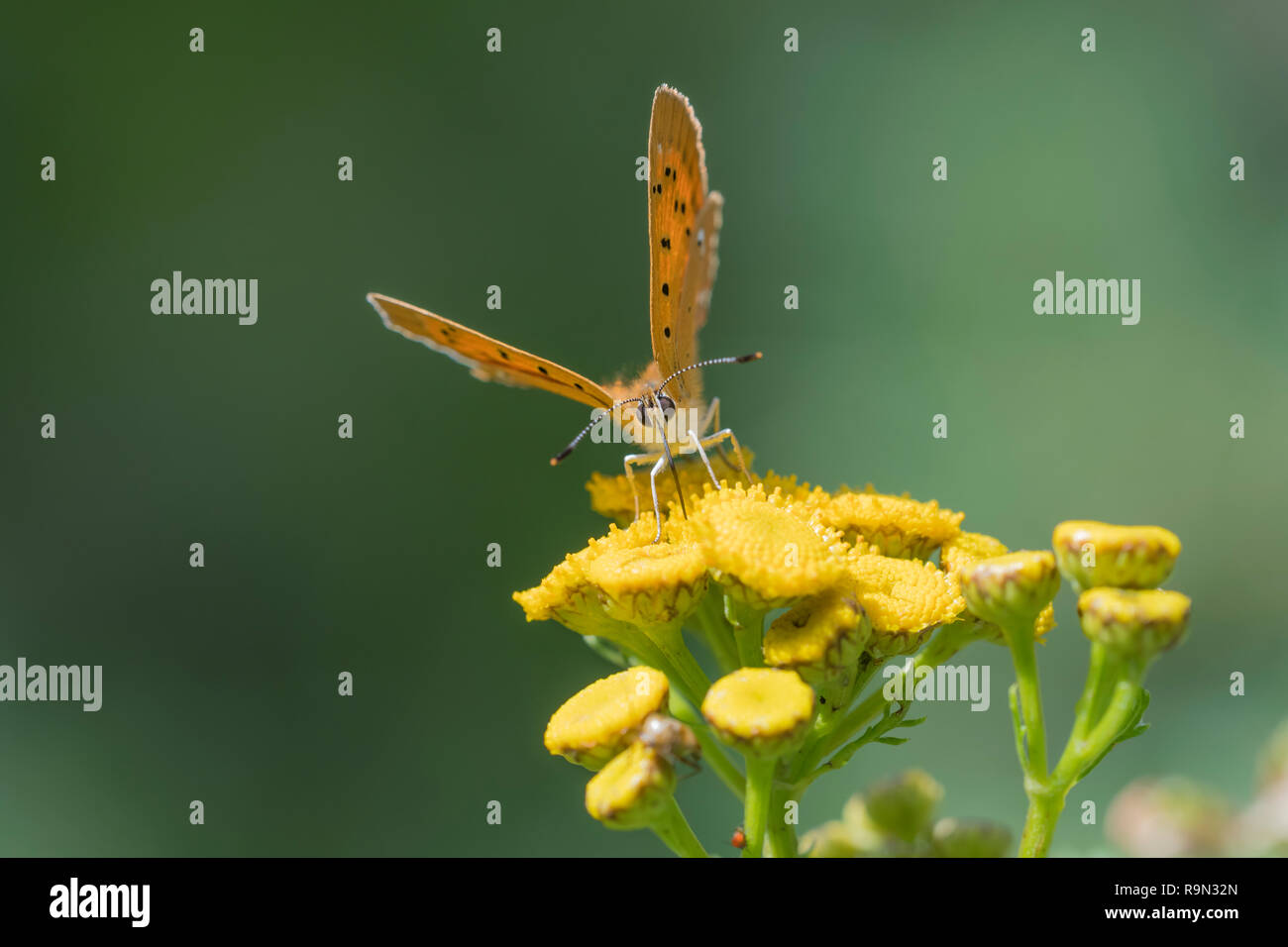 Dukaten-Feuerfalter Weibchen, Lycaena virgaureae, Female Scarce Copper ...