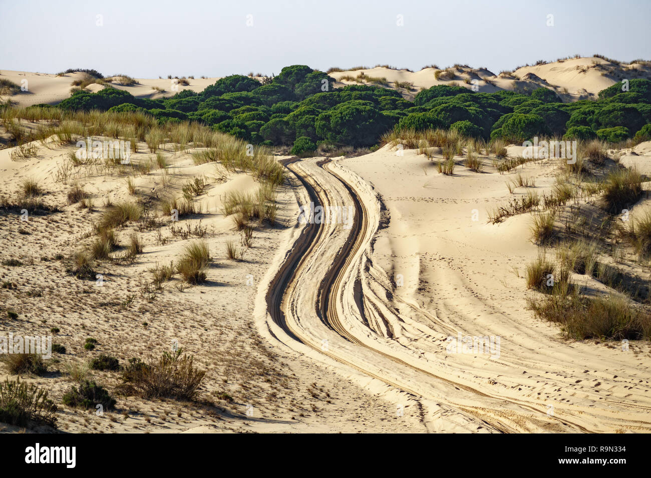 Wheel marks across the sand of the desert Stock Photo - Alamy