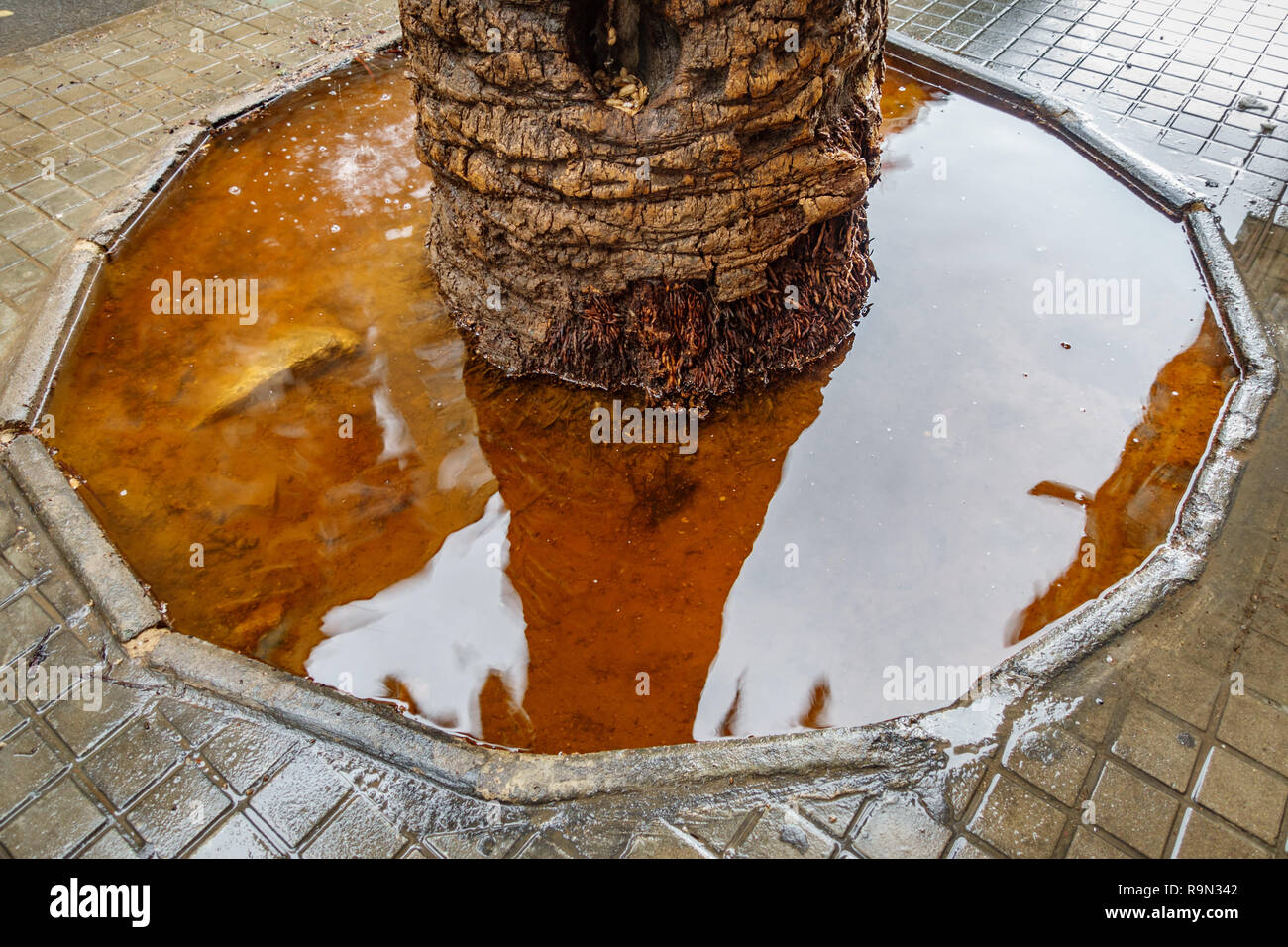 City tree pot after flooding, top view Stock Photo - Alamy