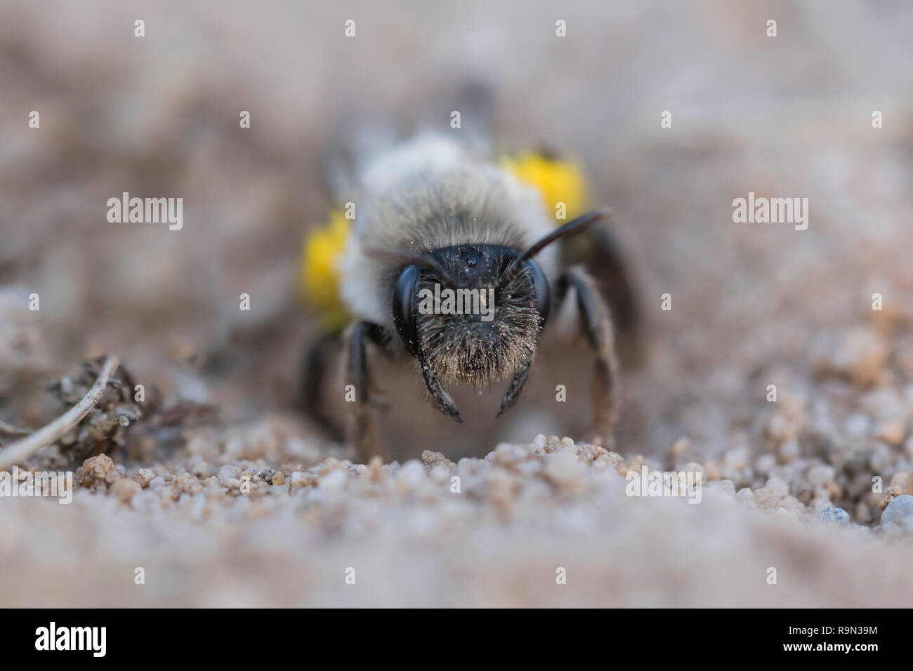 Weidensandbiene, Andrena vaga, Sandy Bee Stock Photo - Alamy