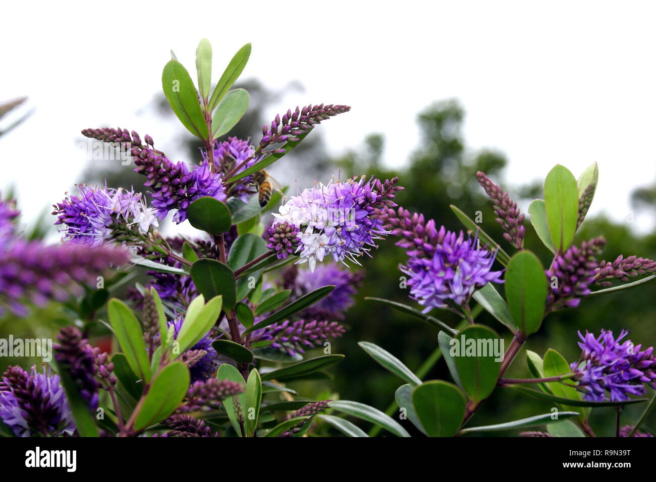 Hebe Garden High Resolution Stock Photography and Images - Alamy
