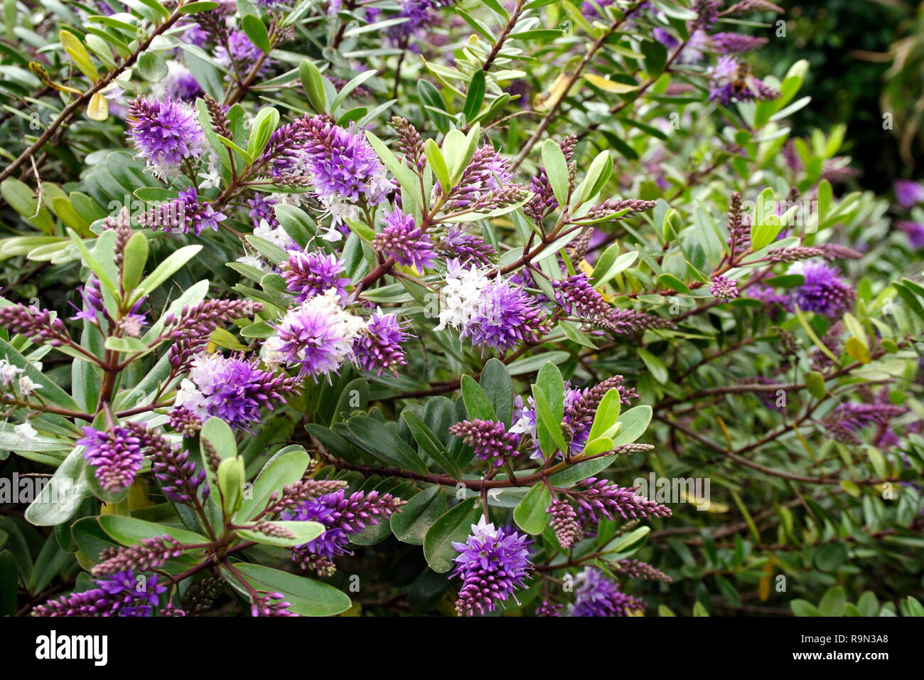 Plant flower hebe hi-res stock photography and images - Alamy