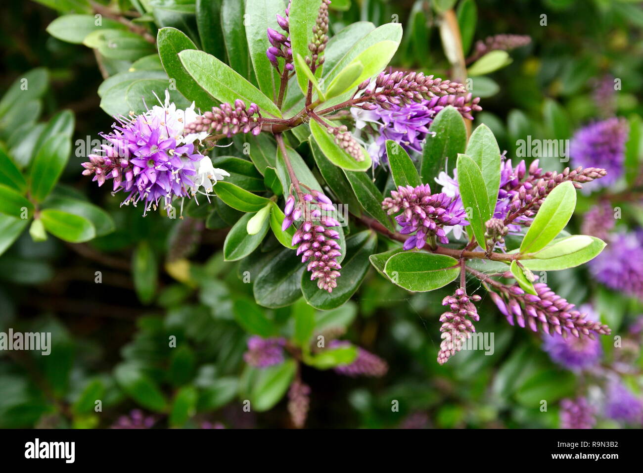 Hebe shrub hi-res stock photography and images - Alamy