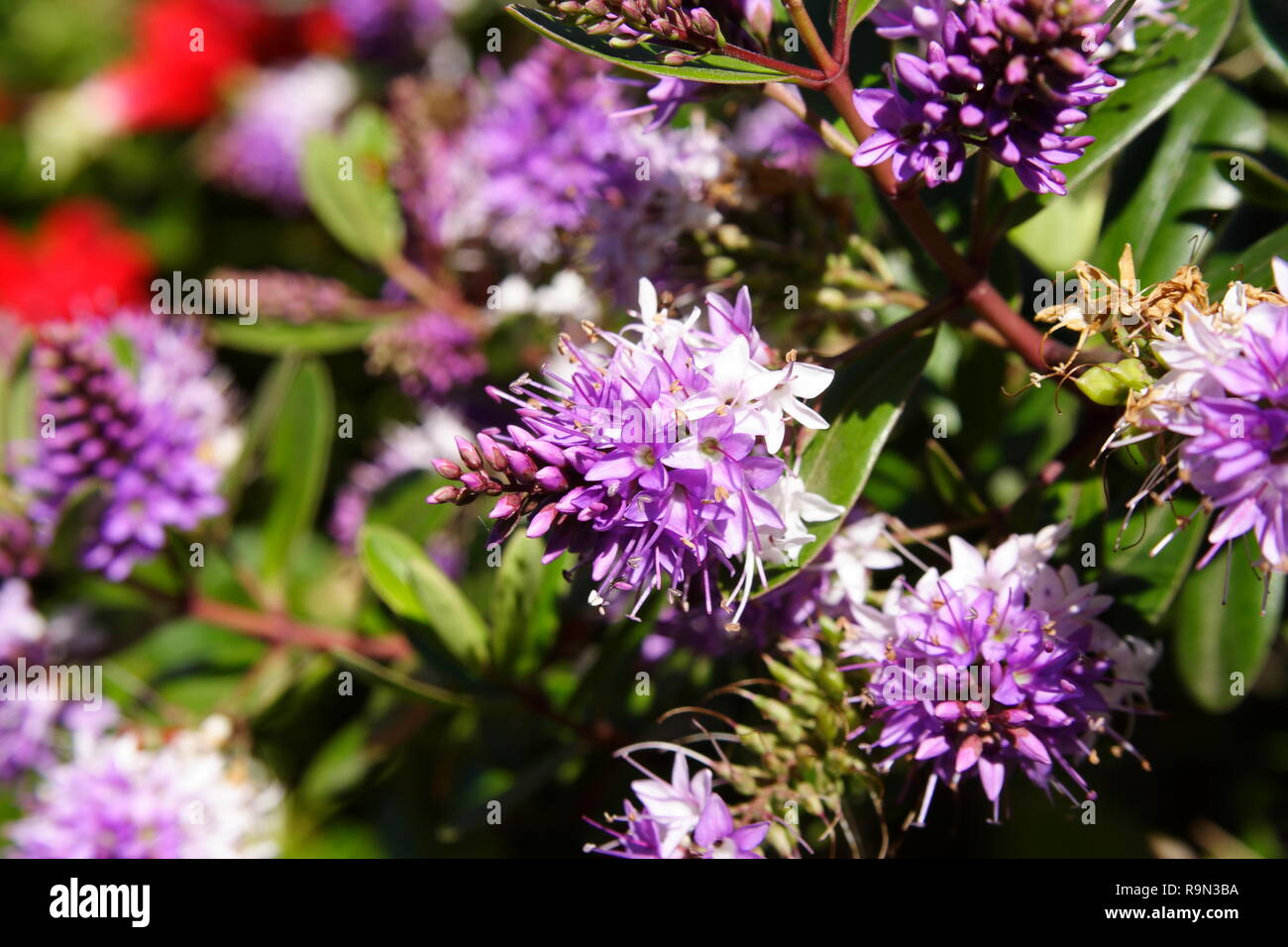 Hebe shrub flower heads, Patty's Purple Stock Photo - Alamy