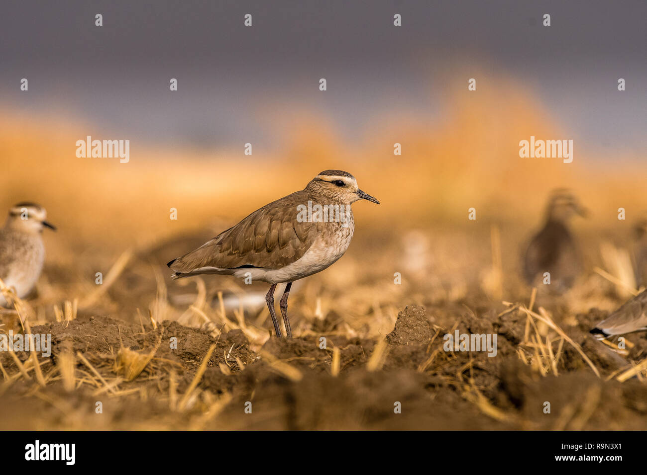 Sociable lapwing india hi-res stock photography and images - Alamy