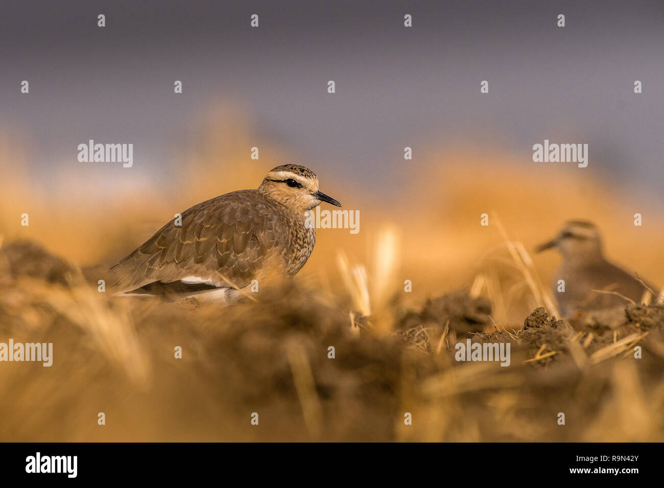 This image of Sociable Lapwing is taken at Gujarat in India Stock Photo ...