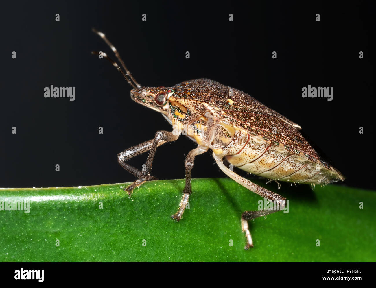 Macro Photography of Shield Bug on The Edge of The Leaf Stock Photo - Alamy
