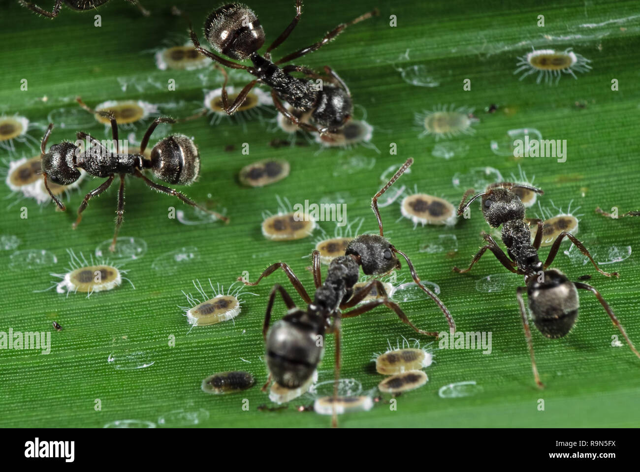 Group of scale insects hi-res stock photography and images - Alamy