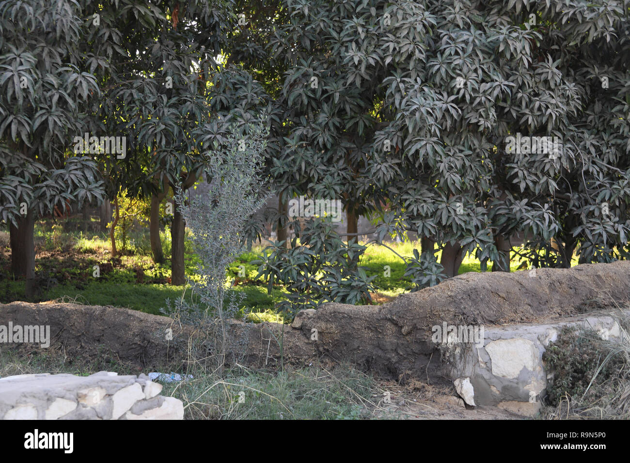 Plantations and trees Stock Photo - Alamy