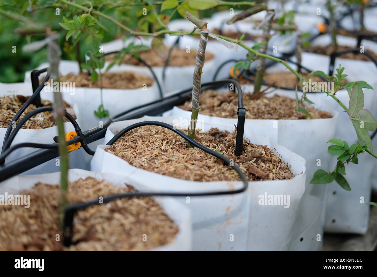drip water irrigation system with rose flower growing in greenhouse ...