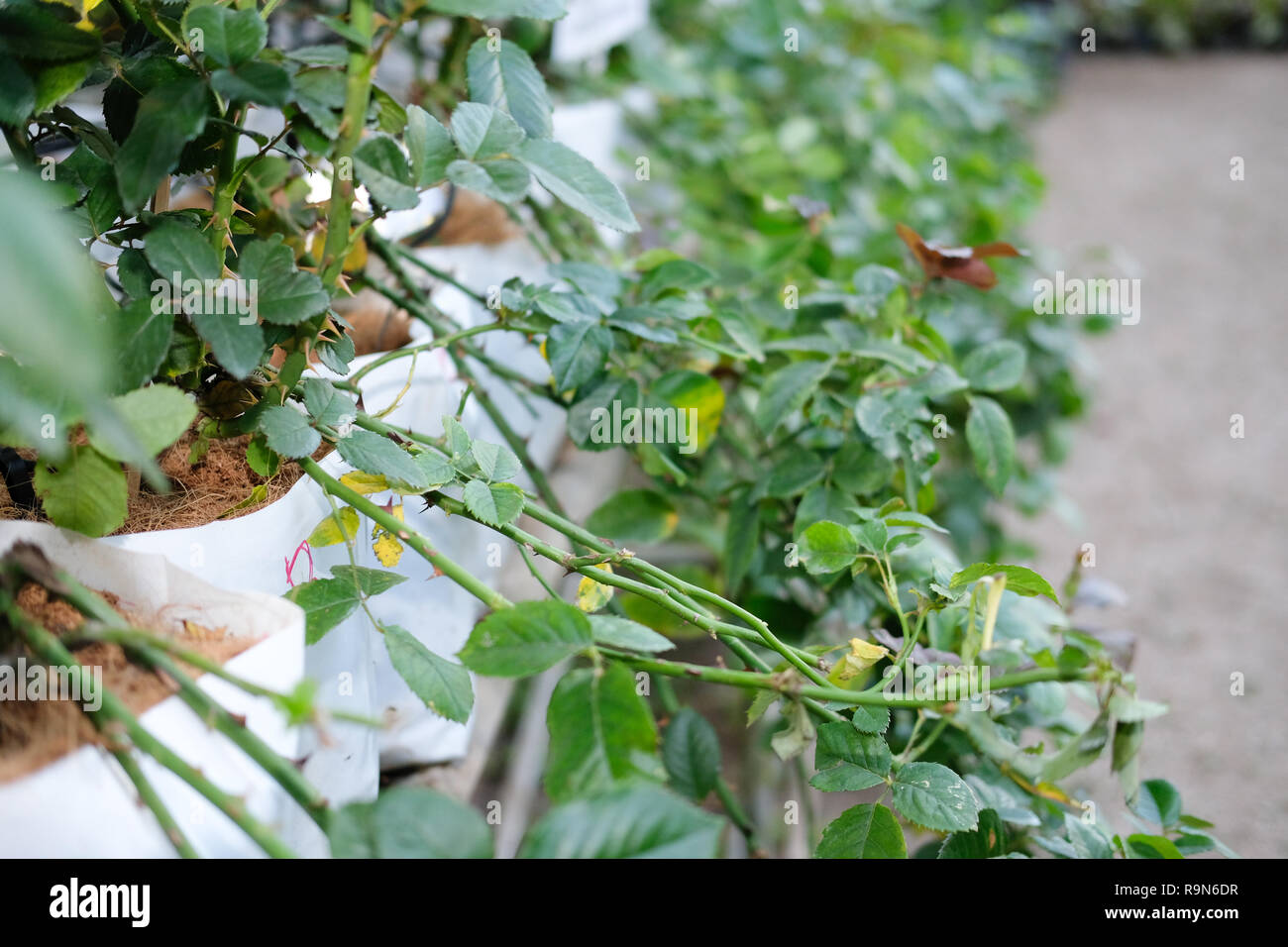 bending flower branch. rose growing in farm. flora floriculture ...