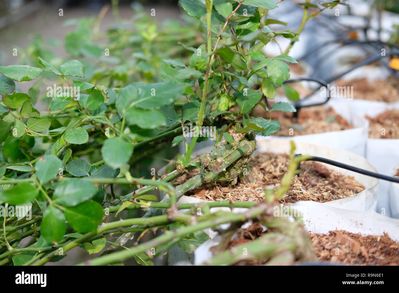 bending flower branch. rose growing in farm. flora floriculture ...
