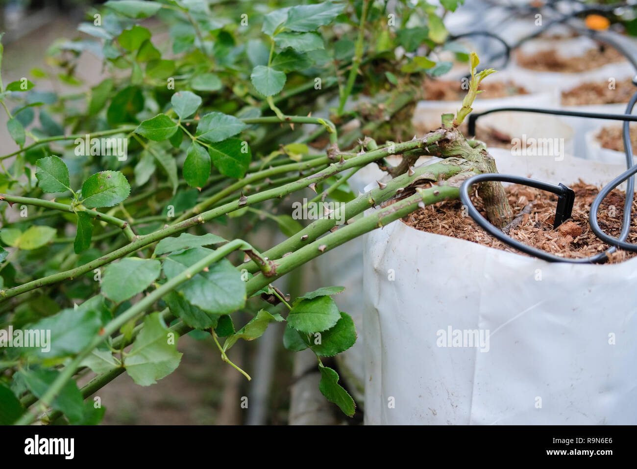 bending flower branch. rose growing in farm. flora floriculture ...