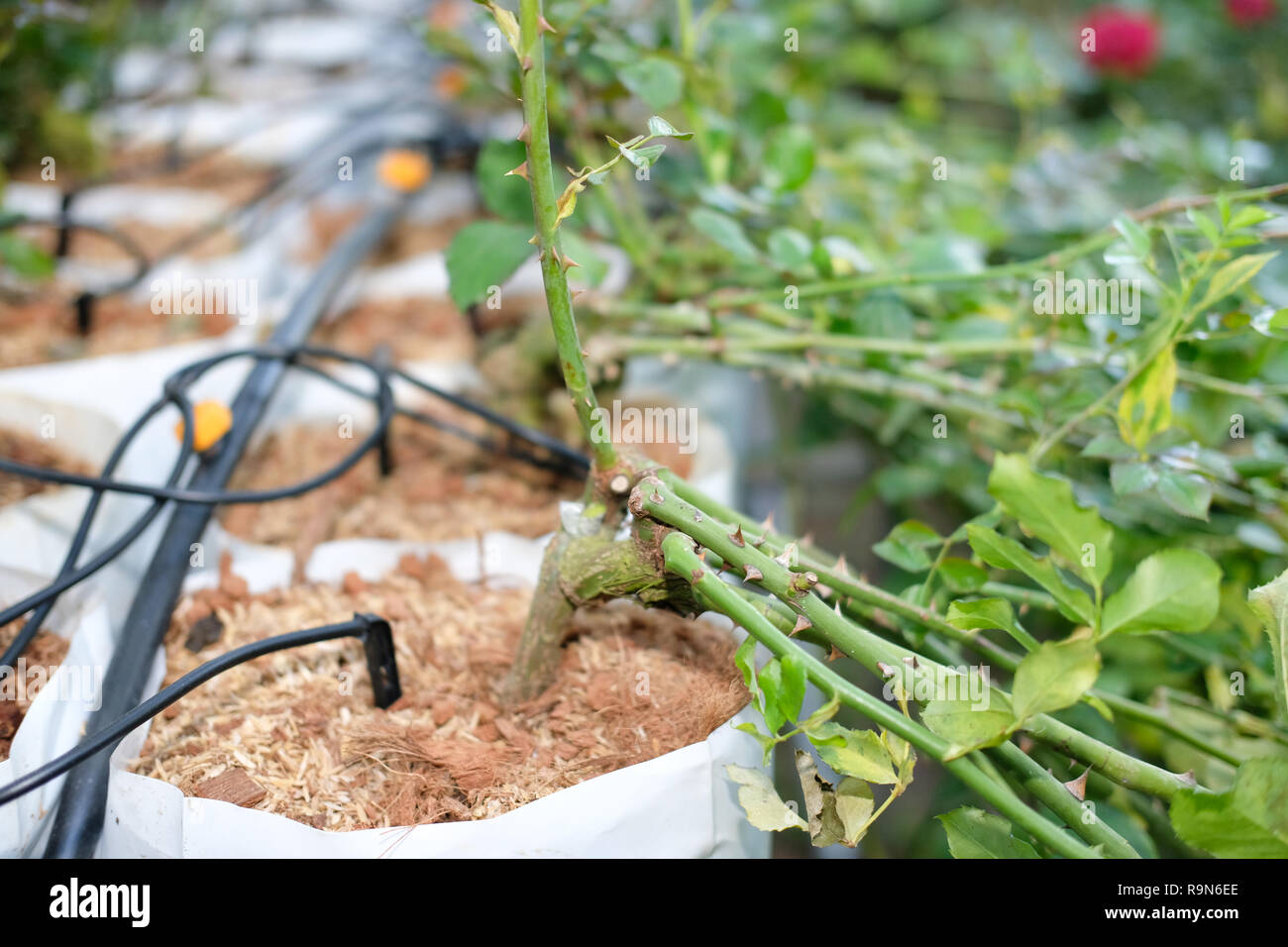 bending flower branch. rose growing in farm. flora floriculture ...